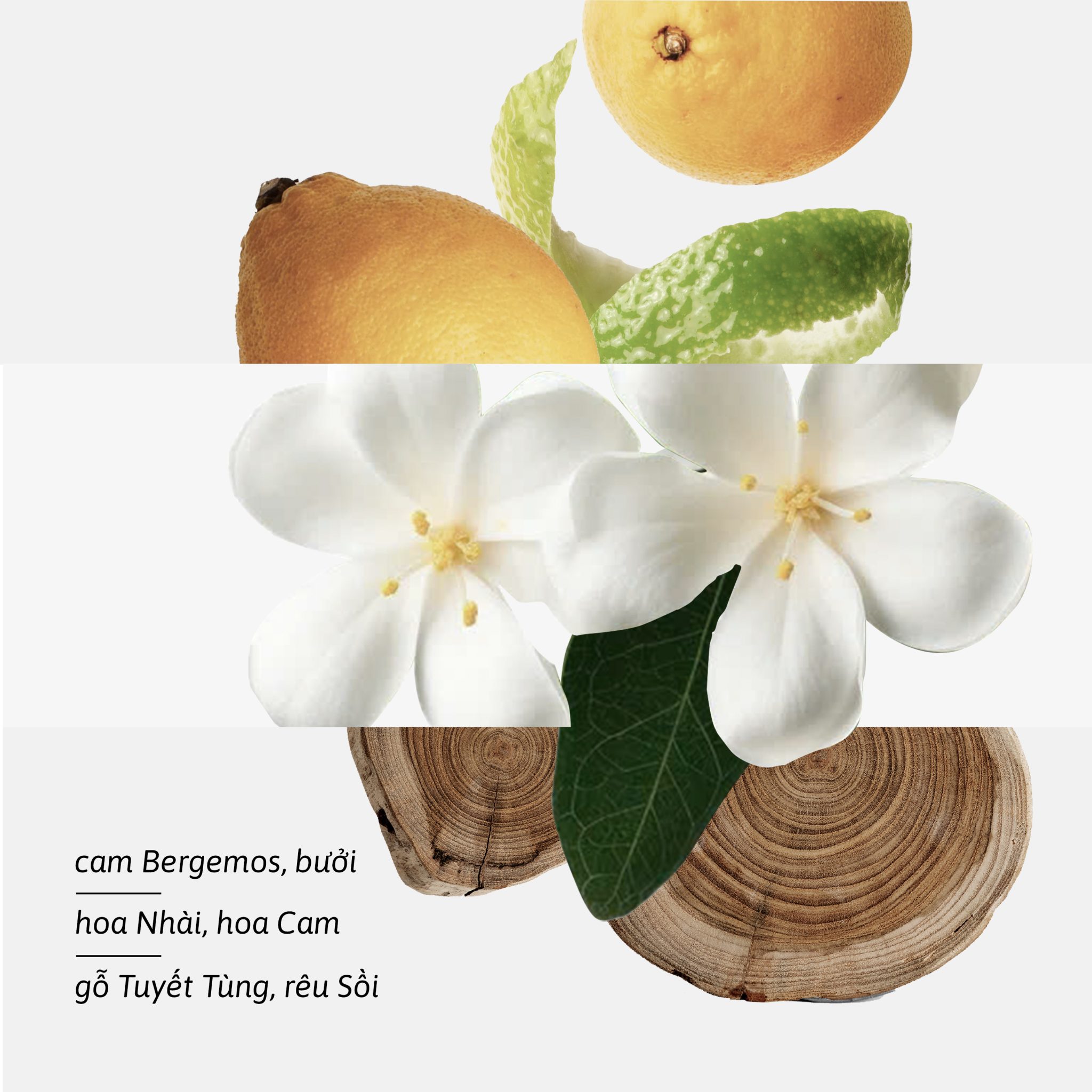 Tinh Dầu Nguyên Chất Miyako Home – Bảo Bình - Việt Beauties