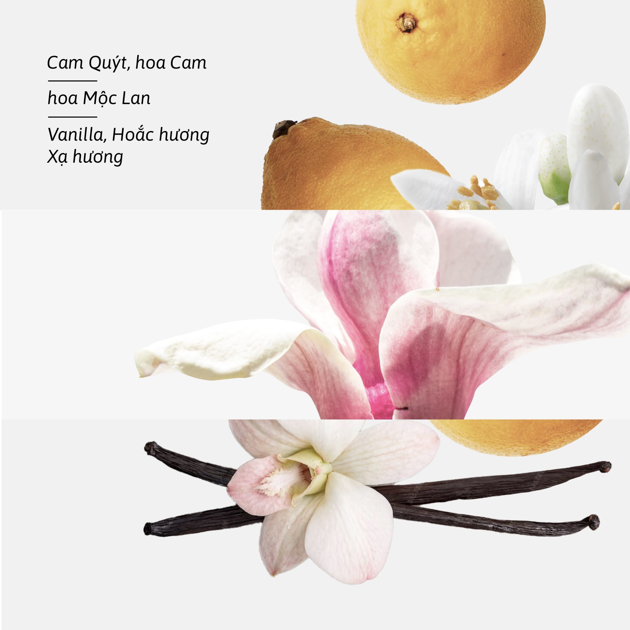 Tinh Dầu Nguyên Chất Miyako Home – Sư Tử - Việt Beauties